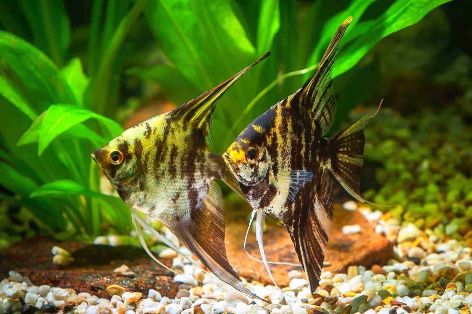 41 Types of Fish With Fins and Scales