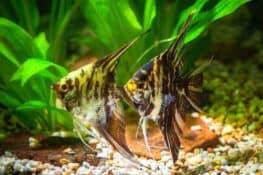 44 Different Types of Rays: Identification Guide