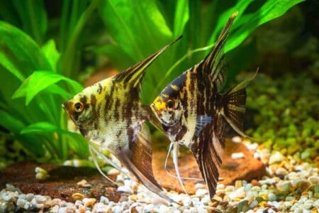 41 Types of Fish With Fins and Scales