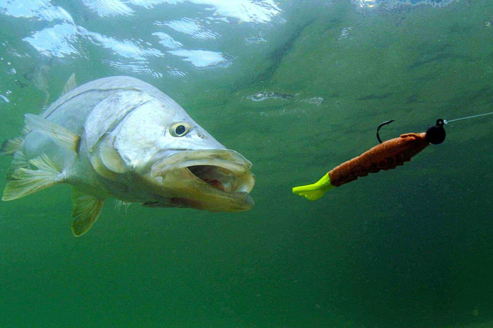 Top 10 Pier Fishing Tips for Beginners (Updated 2026)