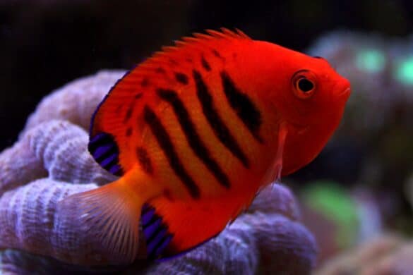 27 Most Popular Types of Saltwater Angelfish