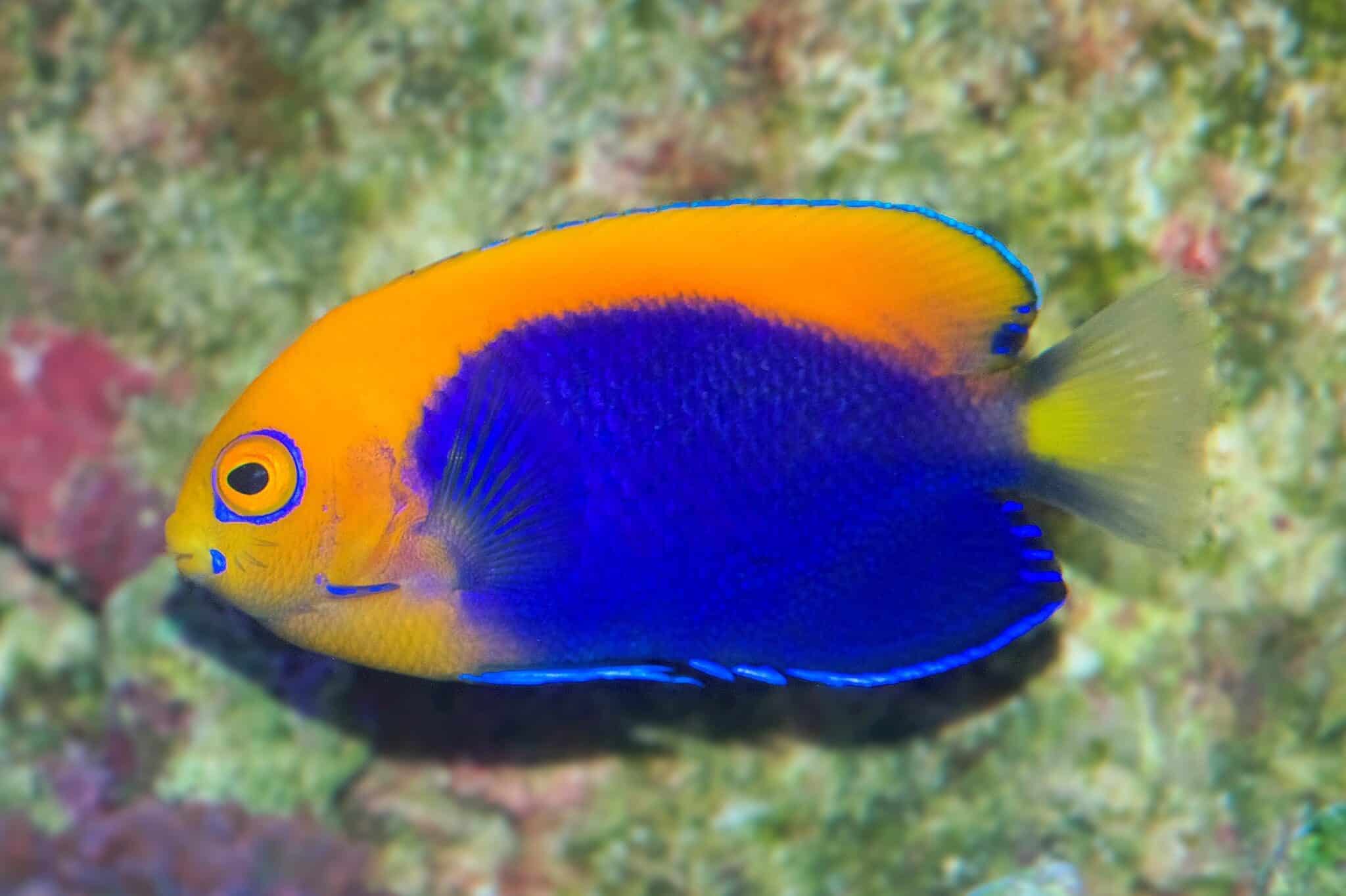 27 Most Popular Types of Saltwater Angelfish
