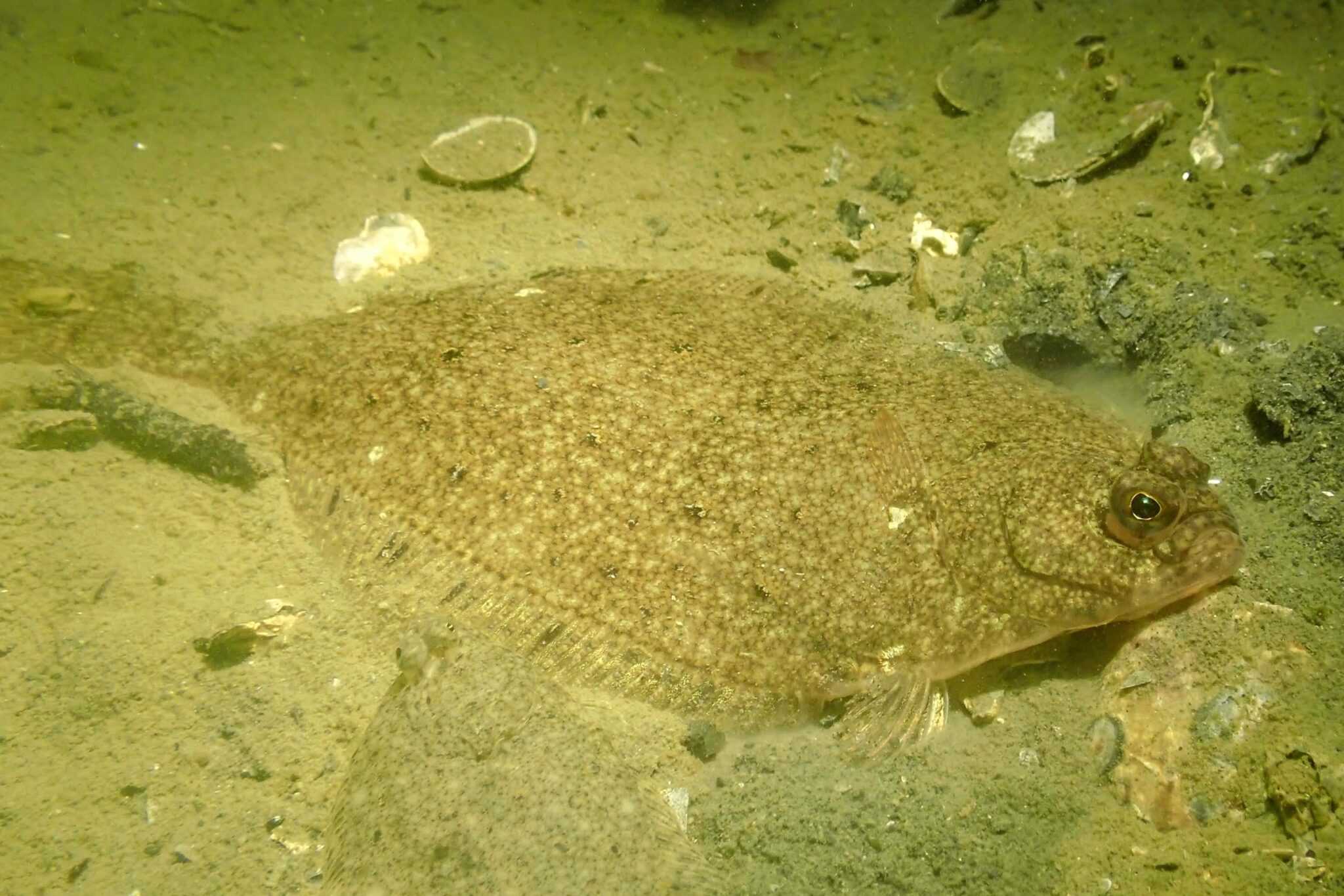 41 Types of Fish With Fins and Scales