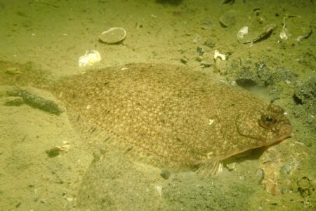 41 Types of Fish With Fins and Scales