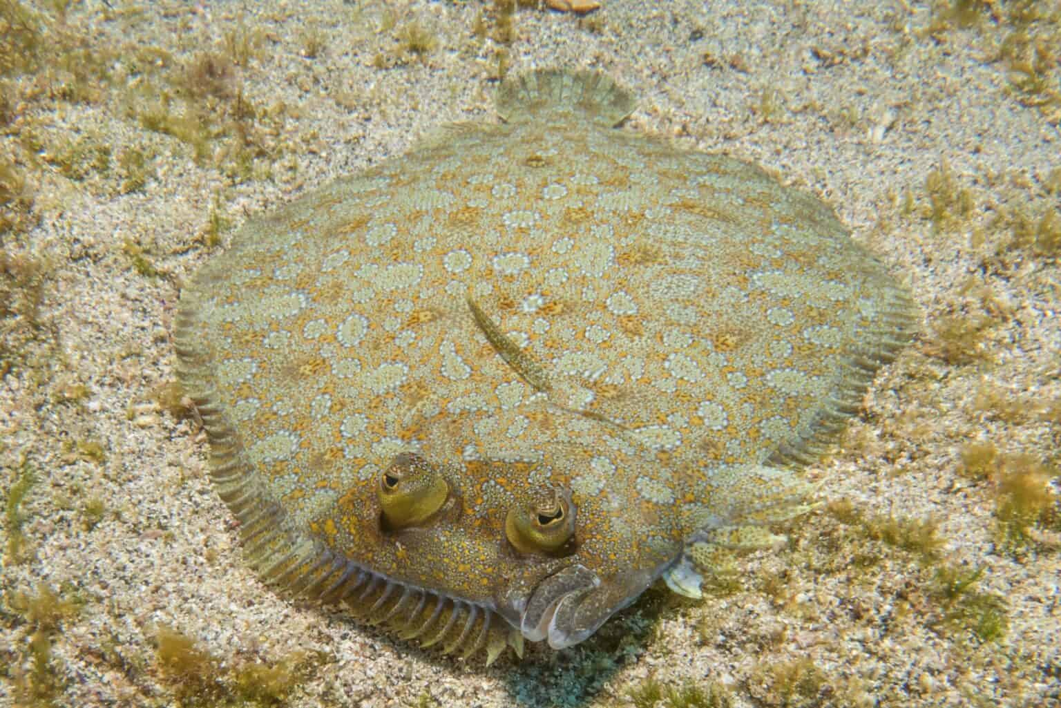 41 Types of Fish With Fins and Scales