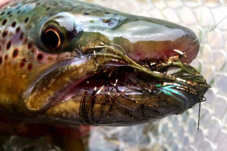 Fly Fishing Streamers: Everything You Need to Know!