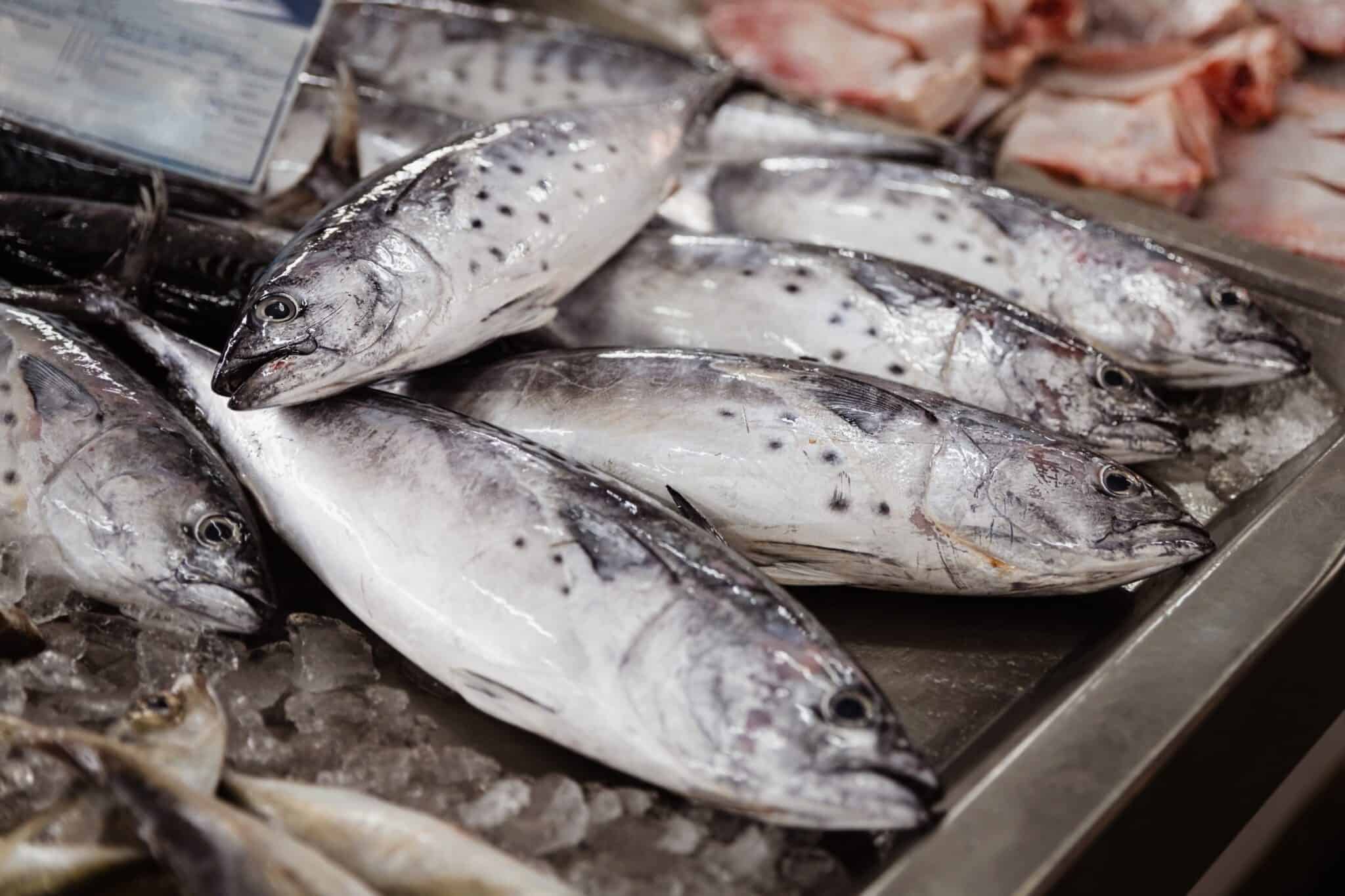 False Albacore: Species Information, Pictures & Facts