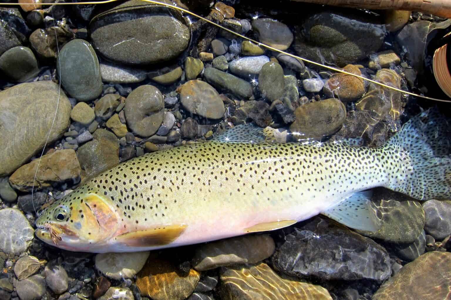 Cutbow vs. Rainbow vs. Cutthroat Trout: What’s the Difference?