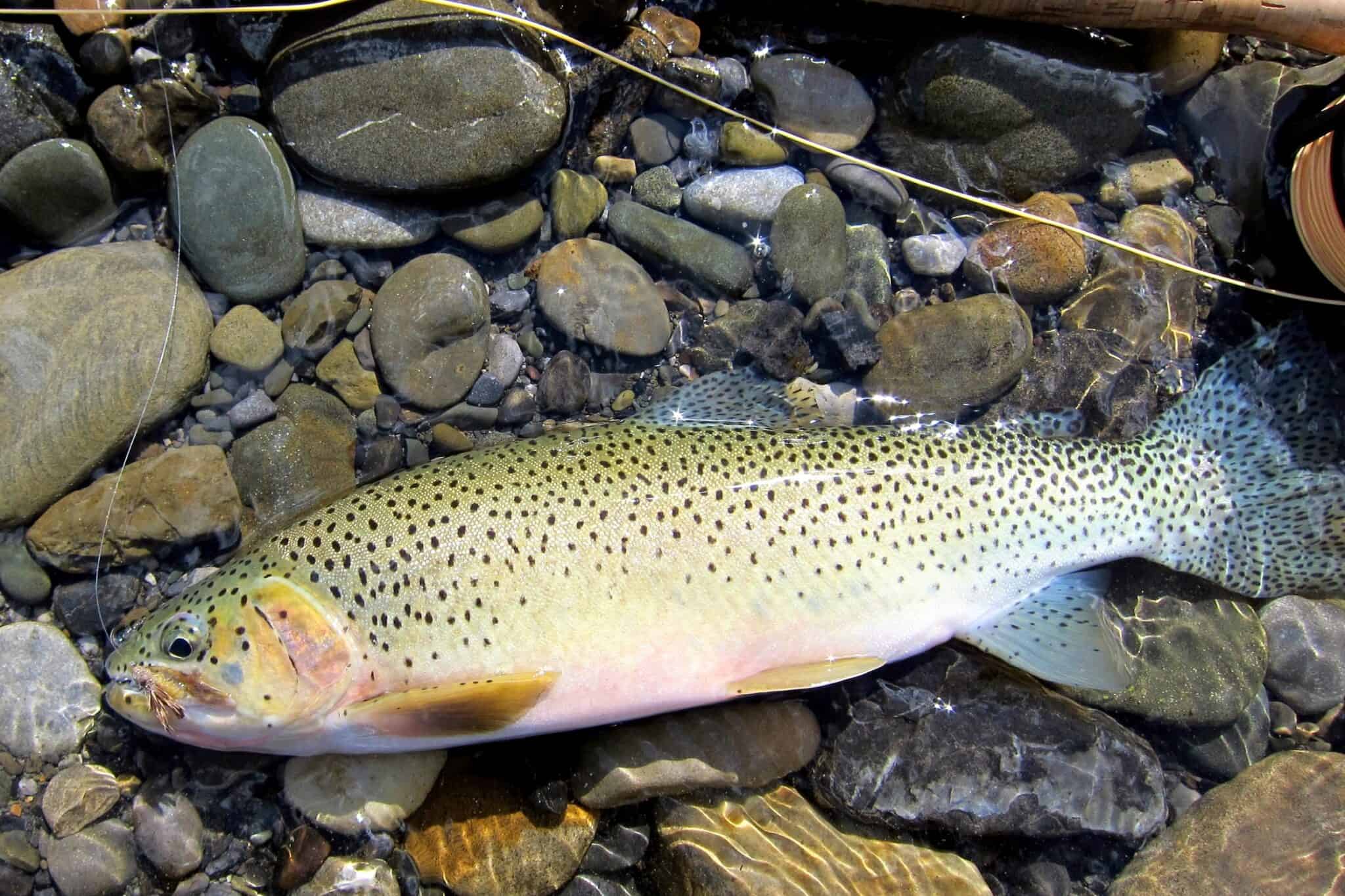 Cutbow vs. Rainbow vs. Cutthroat Trout: What’s the Difference?