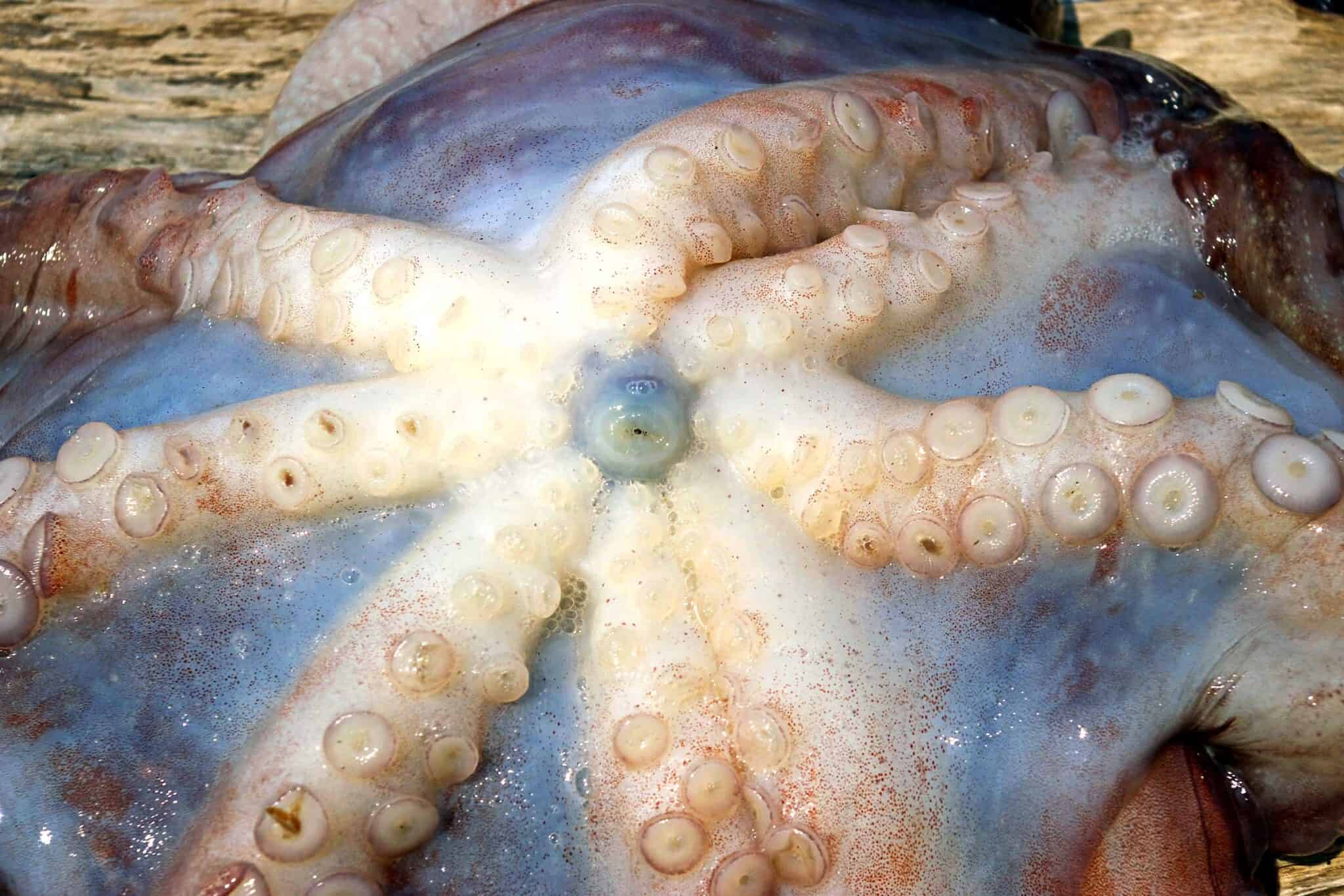 Do Octopuses Have Beaks? (What Does It Look Like?)