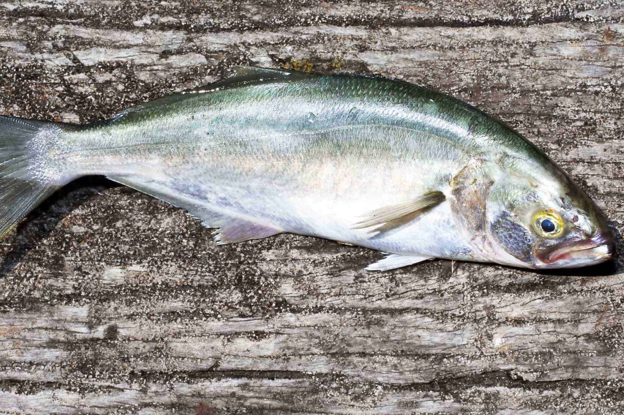 8 Different Types of Shad