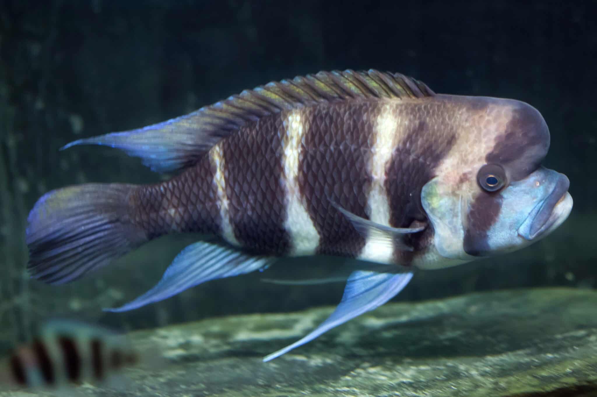 32 Types of Fish With Big Foreheads