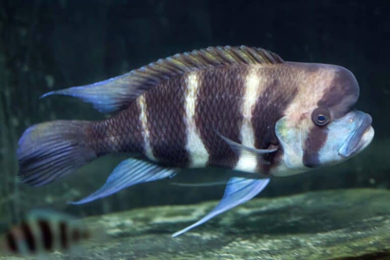 32 Types of Fish With Big Foreheads