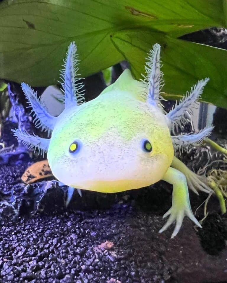 GFP Axolotl: Species Profile, Care Guide & Pictures