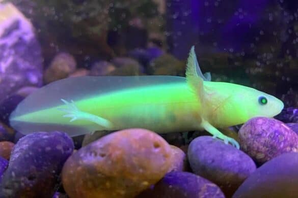 GFP Axolotl: Species Profile, Care Guide & Pictures