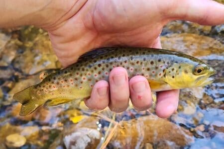 16 Types of Trout Species