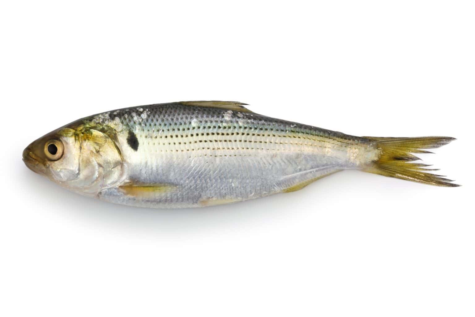 8 Different Types of Shad