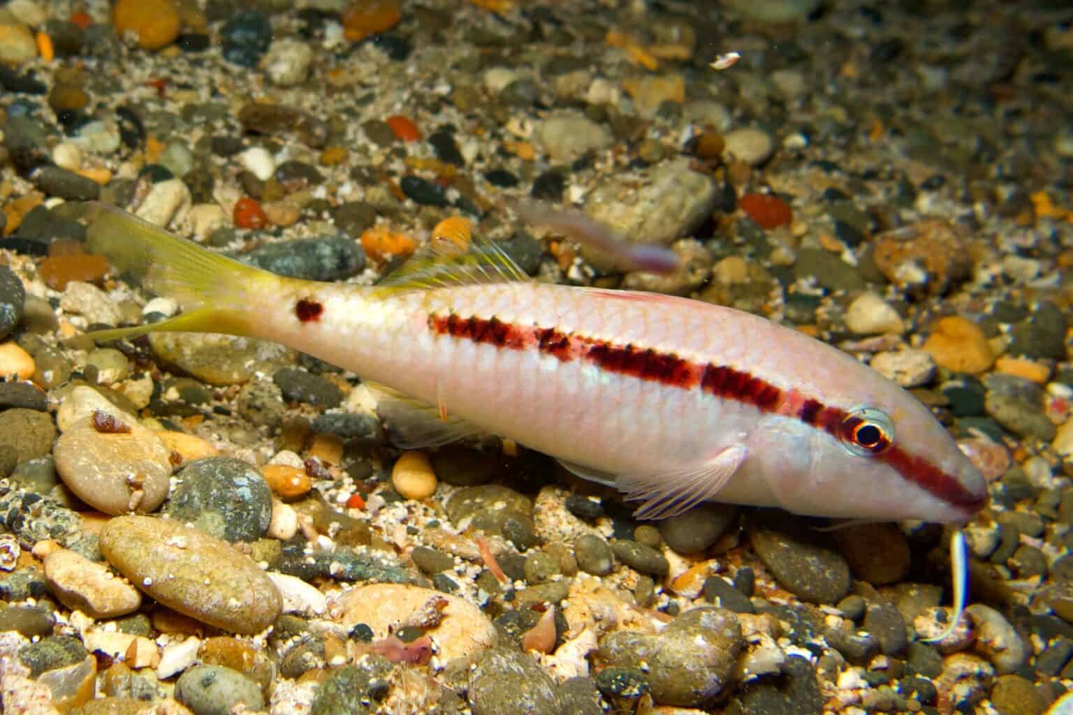 41 Types of Fish With Fins and Scales