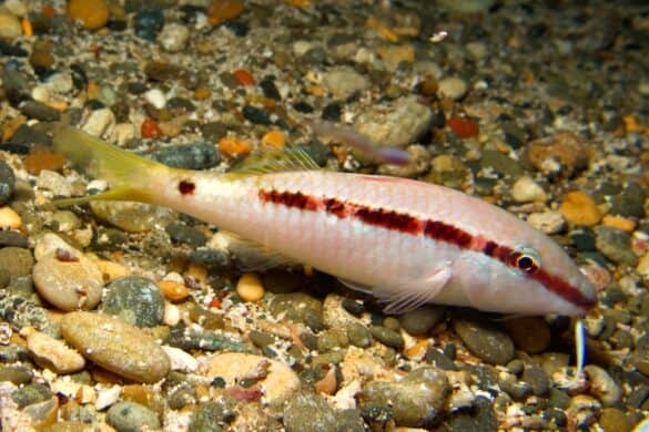 41 Types of Fish With Fins and Scales