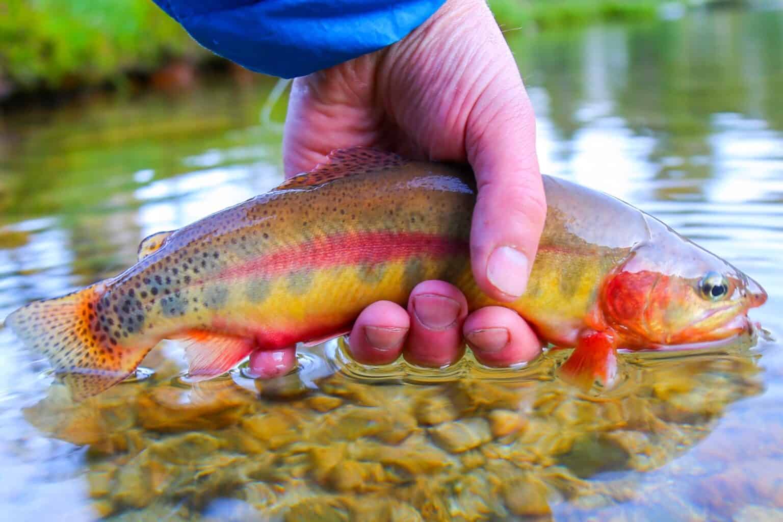 16 Types of Trout Species