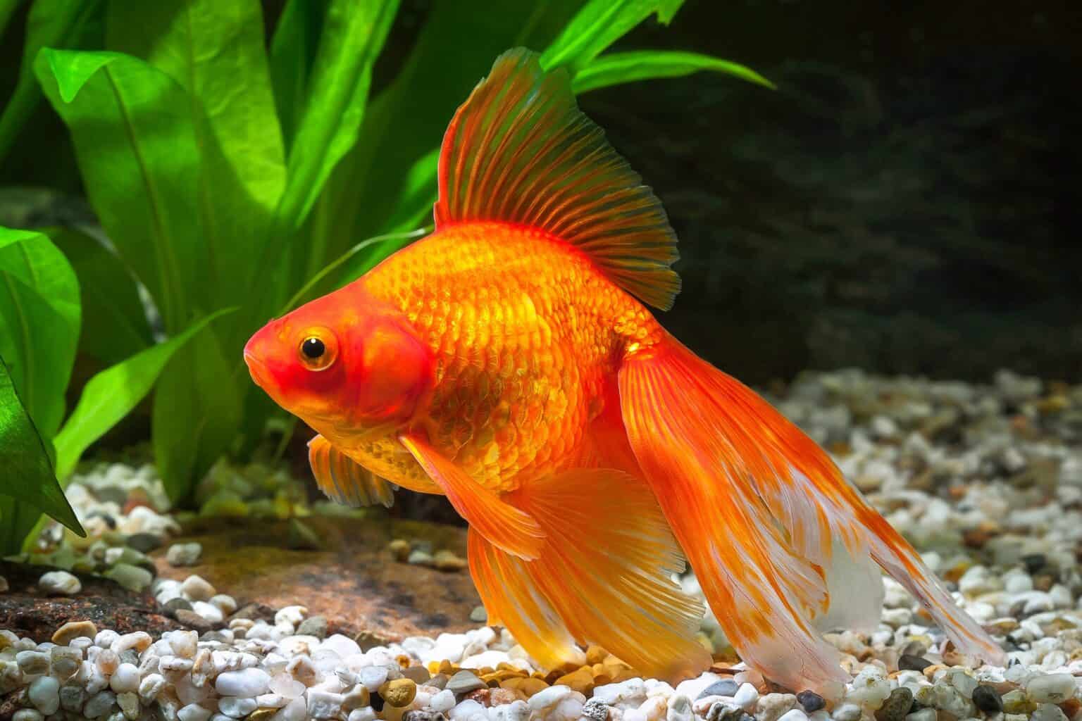 41 Types of Fish With Fins and Scales