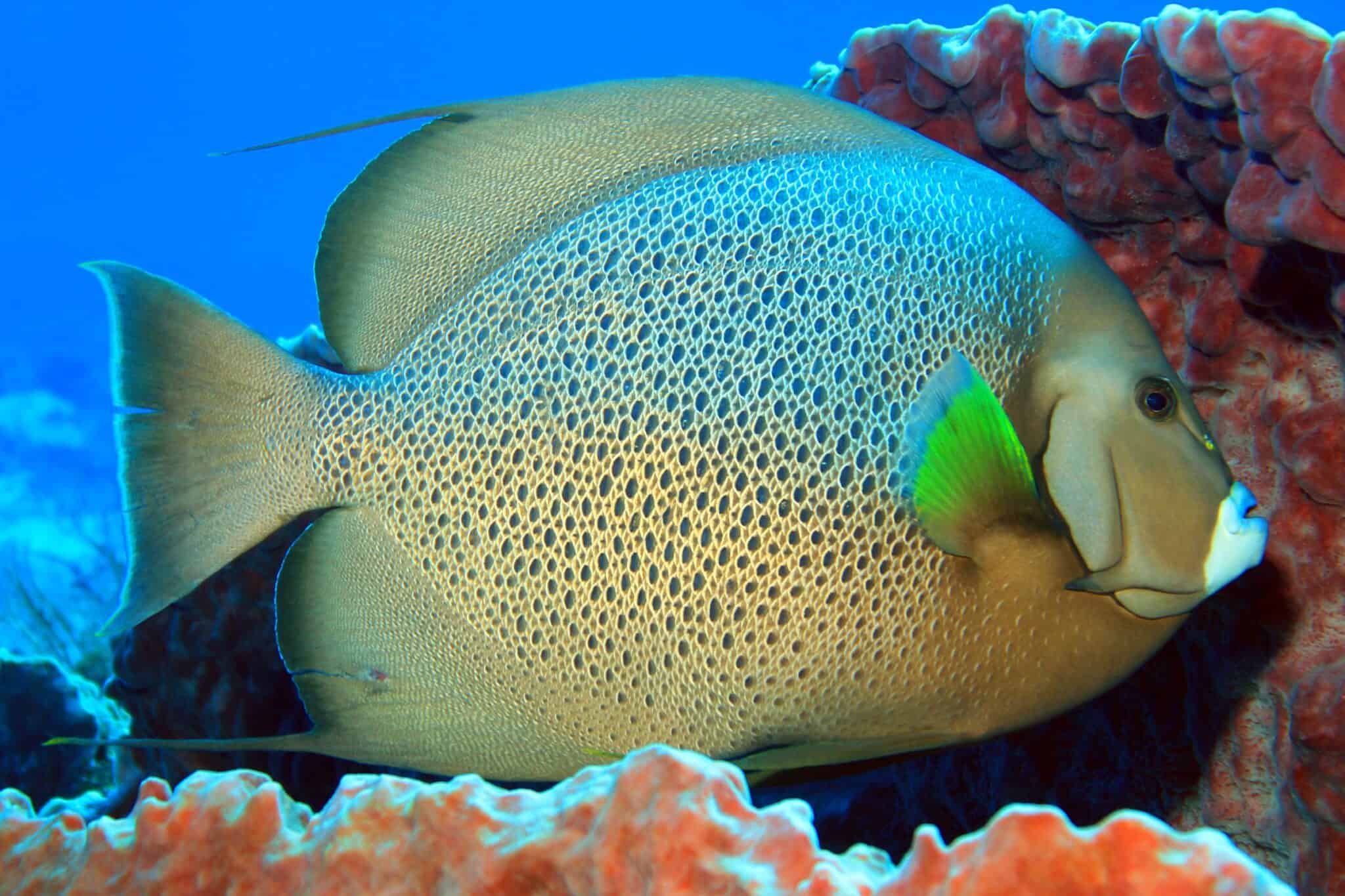 27 Most Popular Types of Saltwater Angelfish