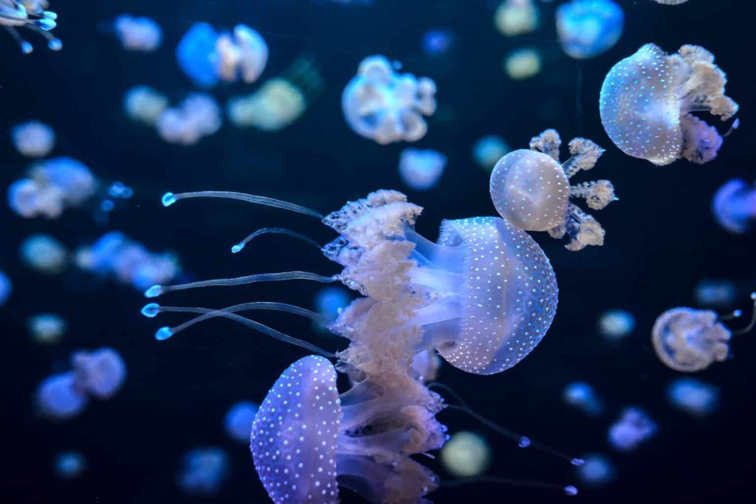 What Do Jellyfish Eat? (Jellyfish Diet & How Do They Eat)