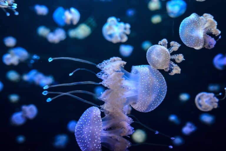What Do Jellyfish Eat? (Jellyfish Diet & How Do They Eat)