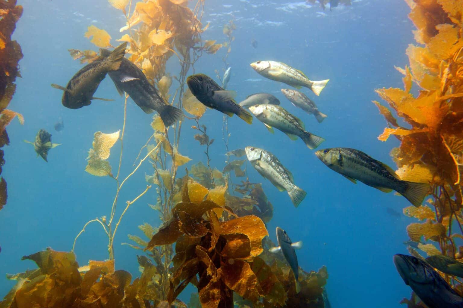 Calico Bass: Species Guide & How to Catch Them