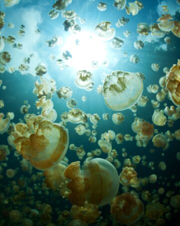 What Do Jellyfish Eat? (Jellyfish Diet & How Do They Eat)