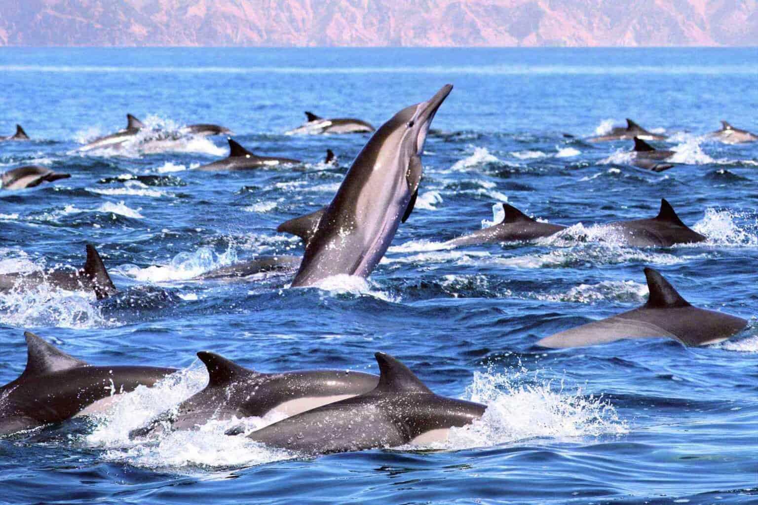 Are Dolphins Mammals? - Everything You Need to Know!