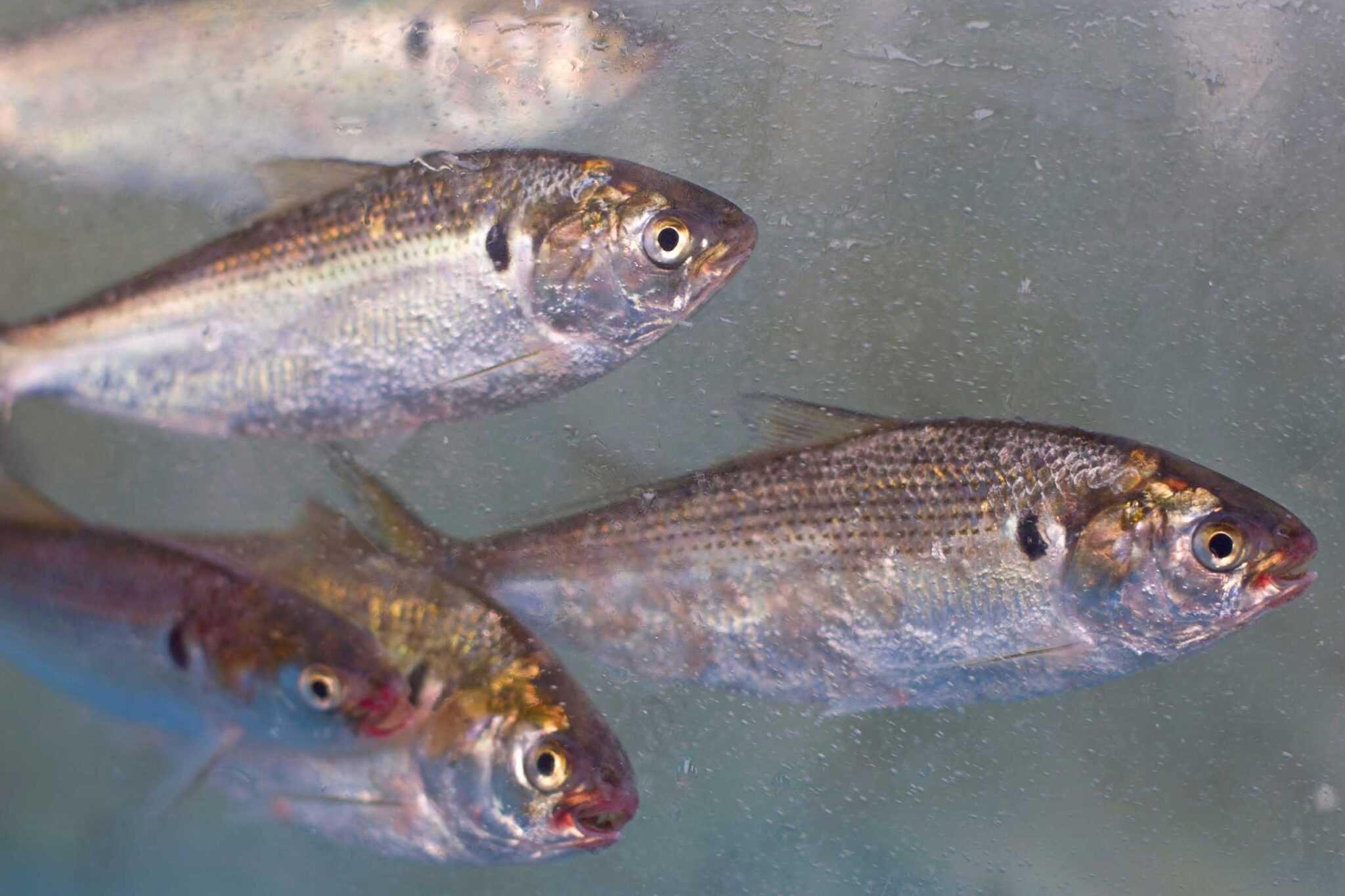 8 Different Types of Shad