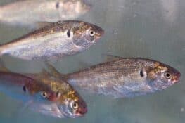 8 Different Types of Shad