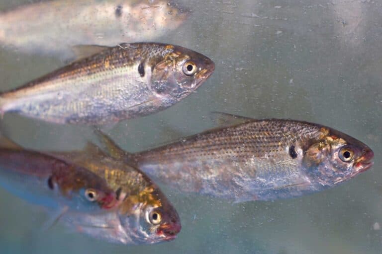 8 Different Types of Shad