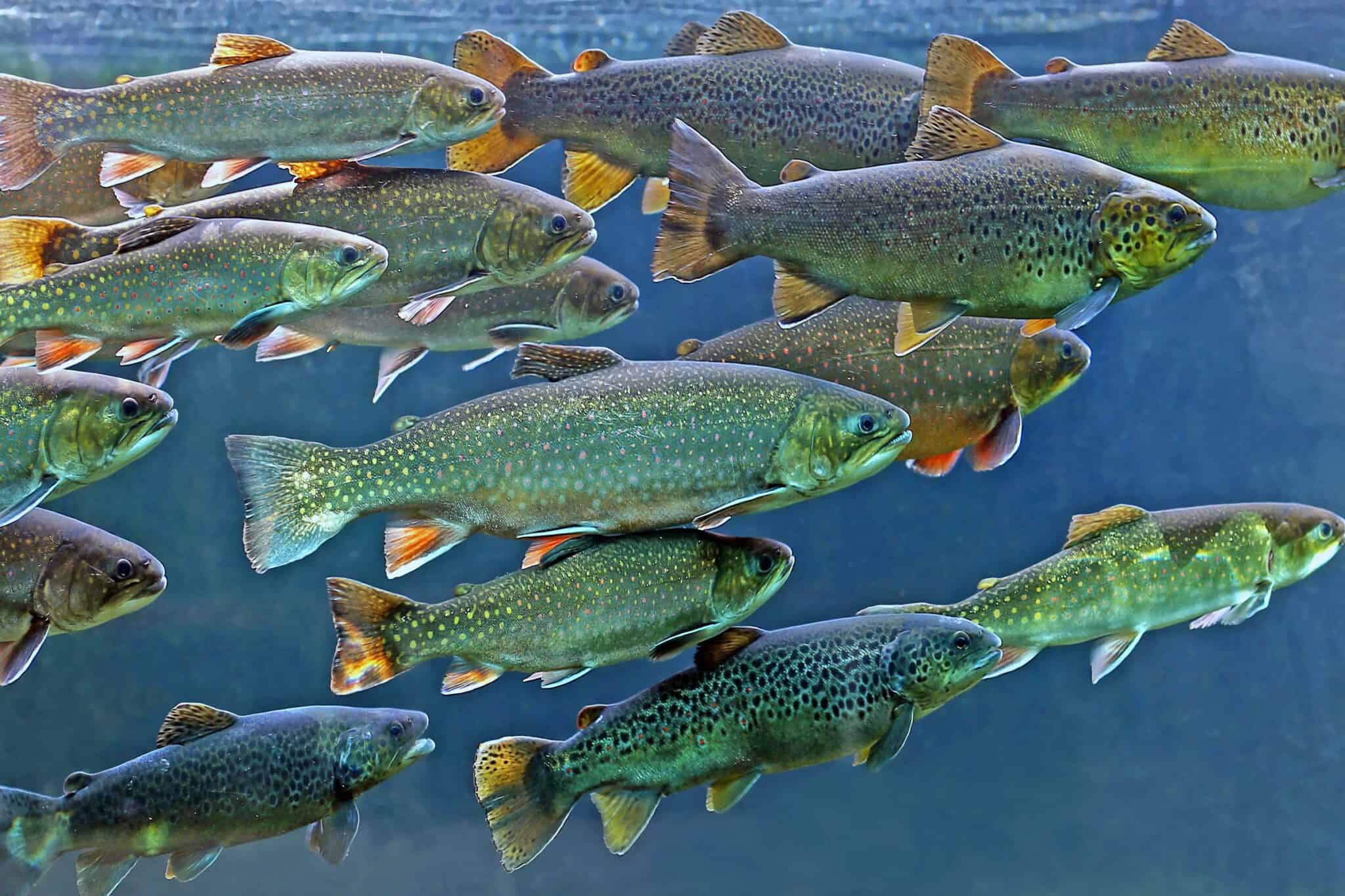 Cutbow vs. Rainbow vs. Cutthroat Trout: What’s the Difference?