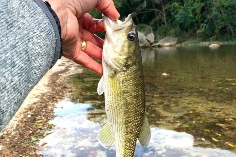 11 Types of Bass in North America: Your Ultimate Guide