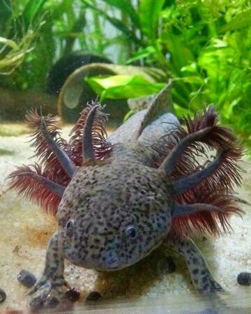 Axolotl Colors: 17 Types of Axolotl Morphs (With Photos)