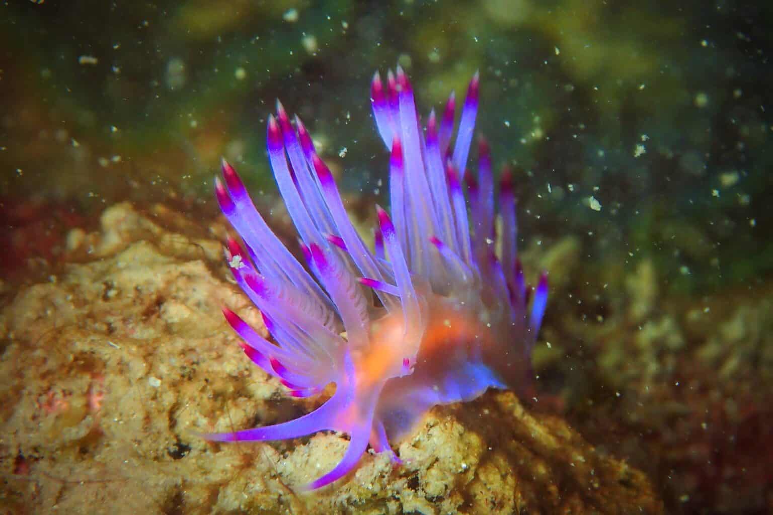 11 Interesting Facts About the Sea Bunny Slug