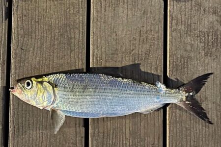 8 Different Types of Shad