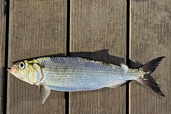 8 Different Types of Shad