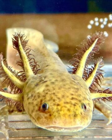 Axolotl Colors: 17 Types of Axolotl Morphs (With Photos)