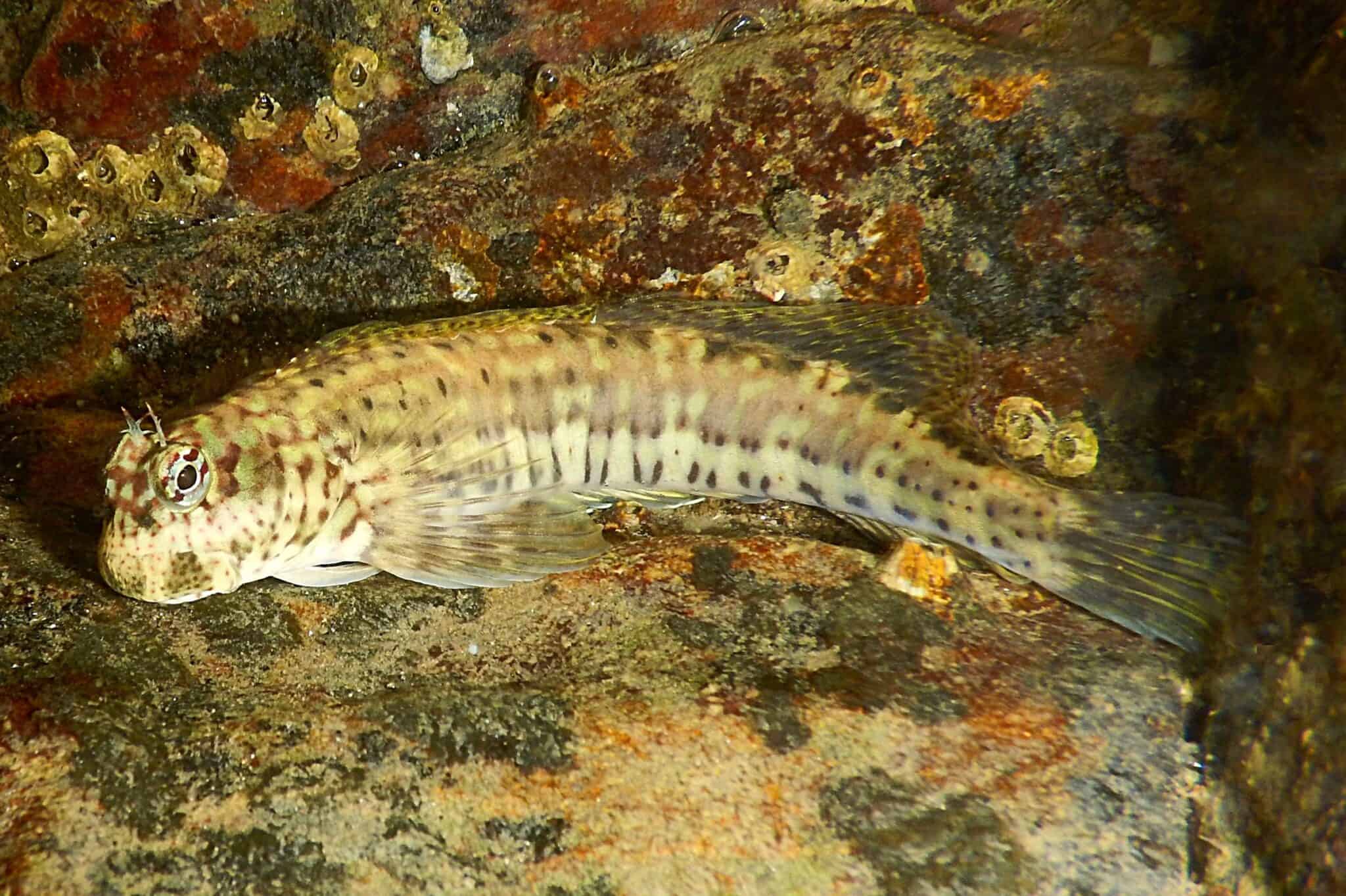32 Types of Fish With Big Foreheads