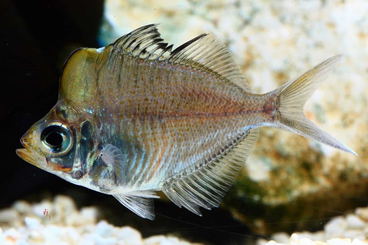 32 Types of Fish With Big Foreheads