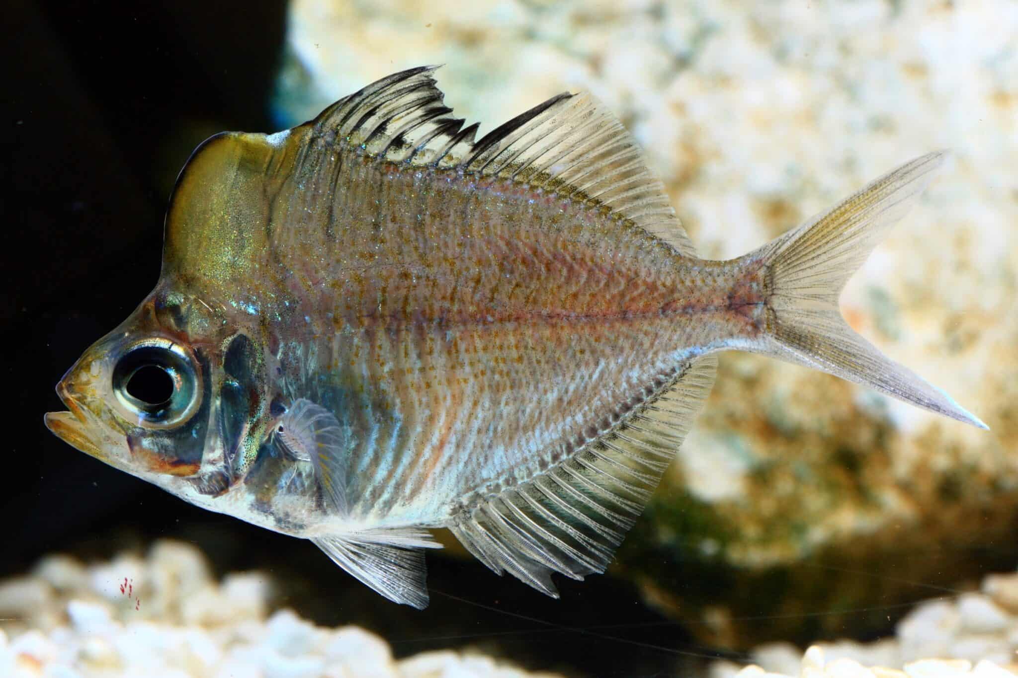 32 Types of Fish With Big Foreheads