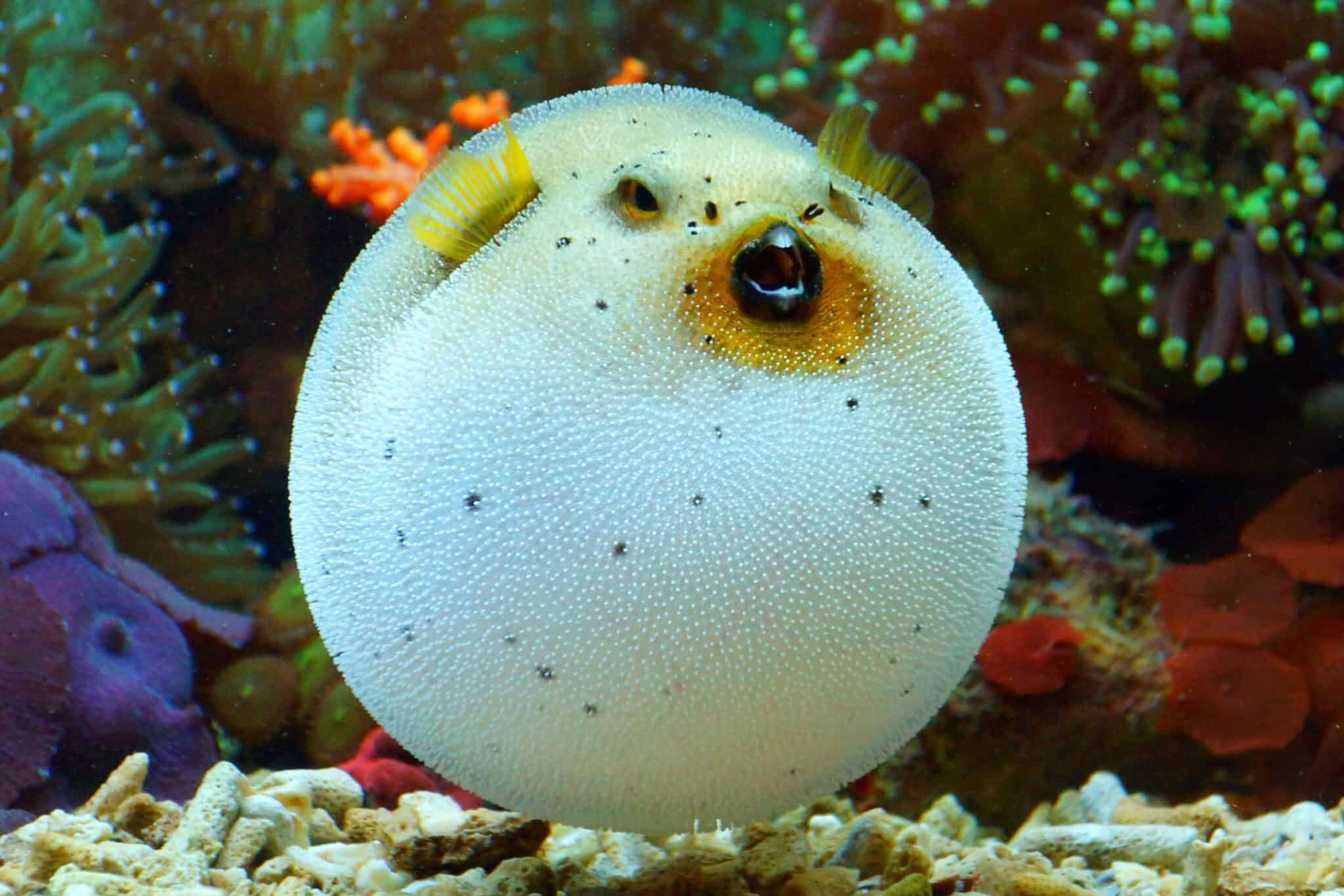 Dogface Puffer Fish: Species Profile, Pictures & Facts