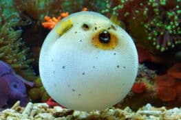 Dogface Puffer Fish: Species Profile, Pictures & Facts