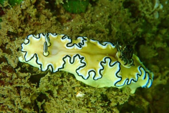 11 Interesting Facts About the Sea Bunny Slug