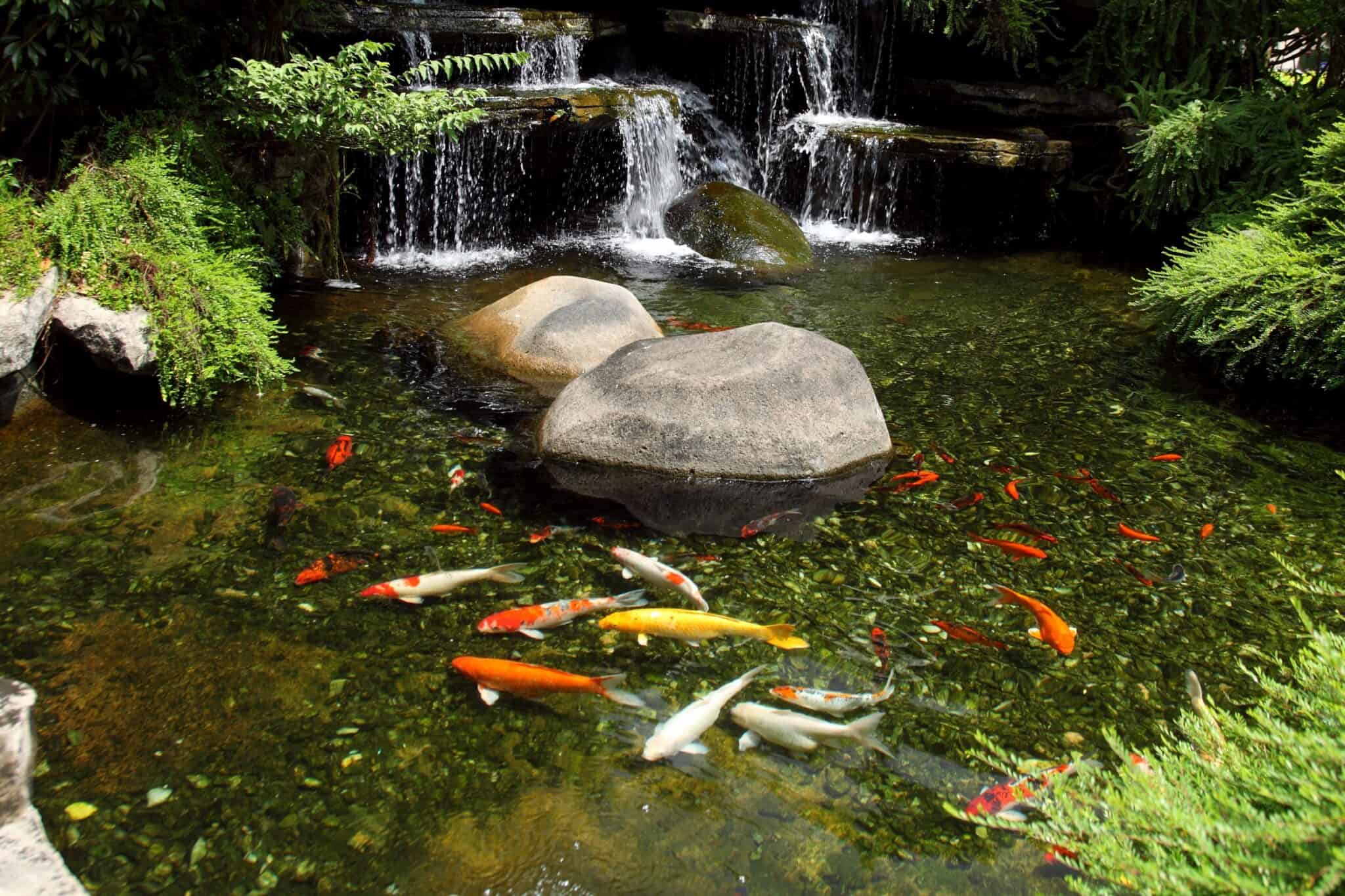 How Much Does a Koi Fish Cost? (2024 Price Guide)