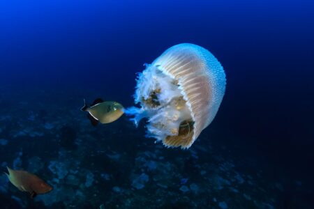 What Do Jellyfish Eat? (Jellyfish Diet & How Do They Eat)