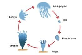 How Do Jellyfish Reproduce? - Jellyfish Life Cycle Explained